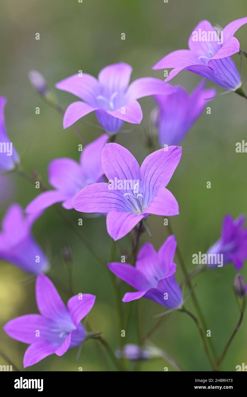 Campanula patula, known as Spreading Bellflower, wild flower from ...