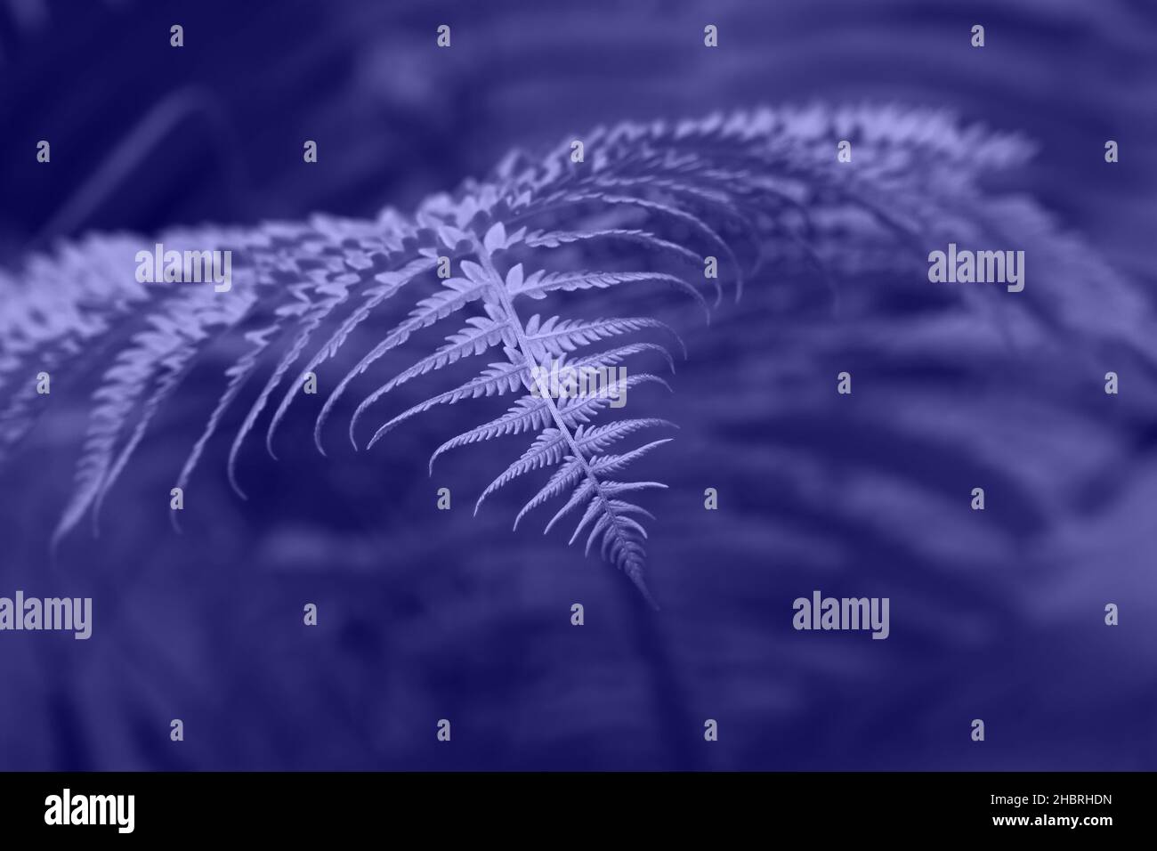 Close up background of fresh spring fern leaves, toned in lavender ...