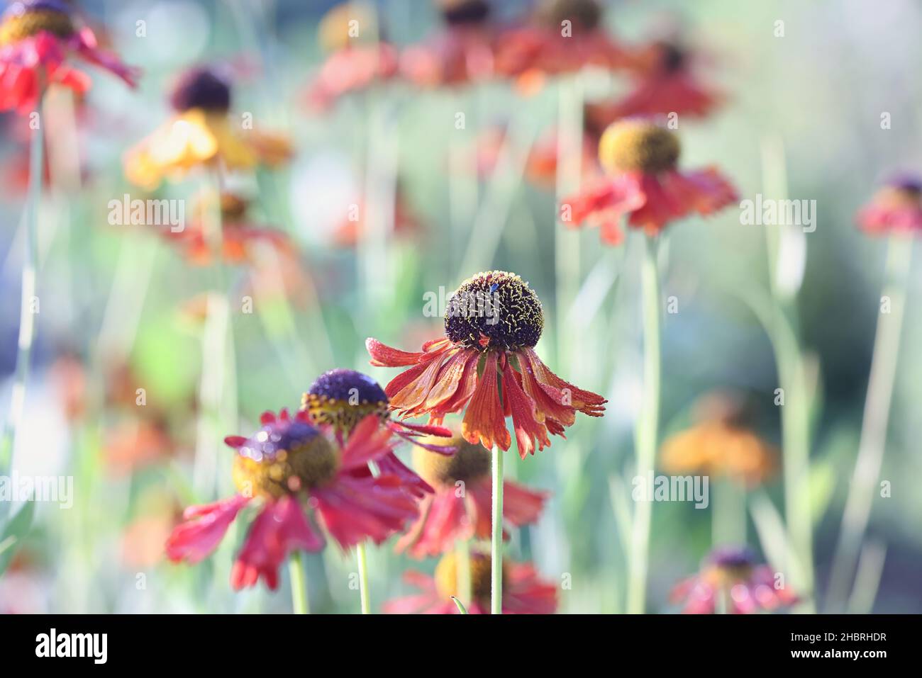 Helenium autumnale ‘Moerheim Beauty’, known as common sneezeweed or ...