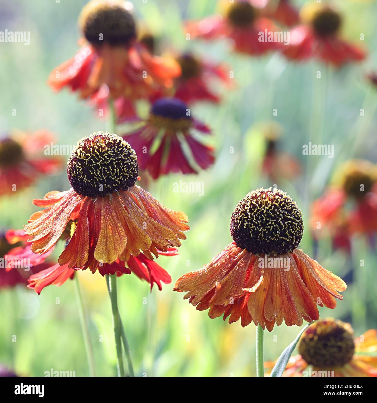 Helenium autumnale ‘Moerheim Beauty’, known as common sneezeweed or ...