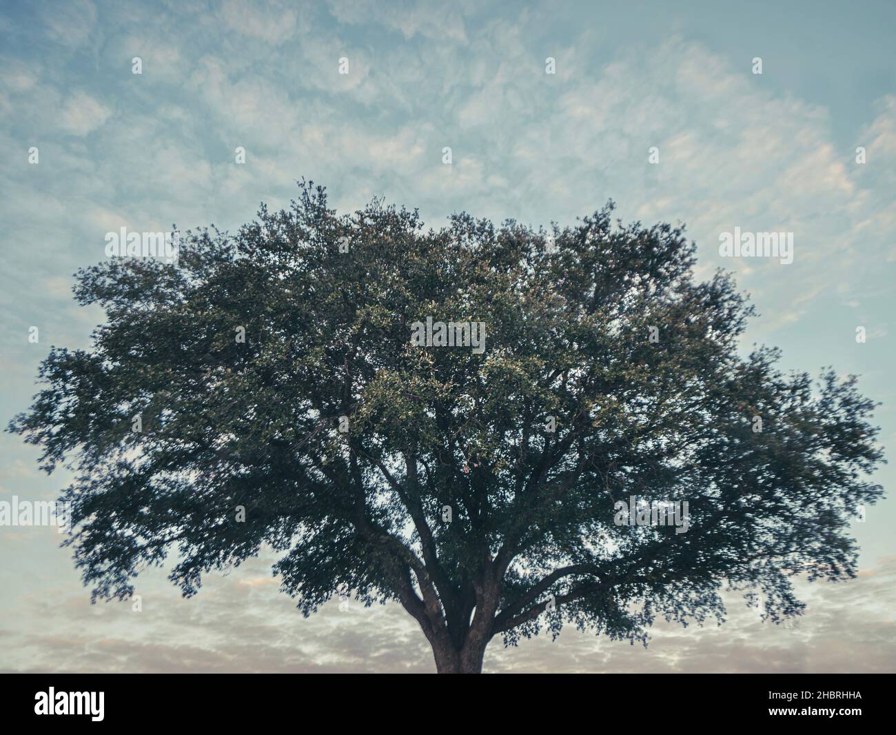 Vintage tree hi-res stock photography and images - Alamy