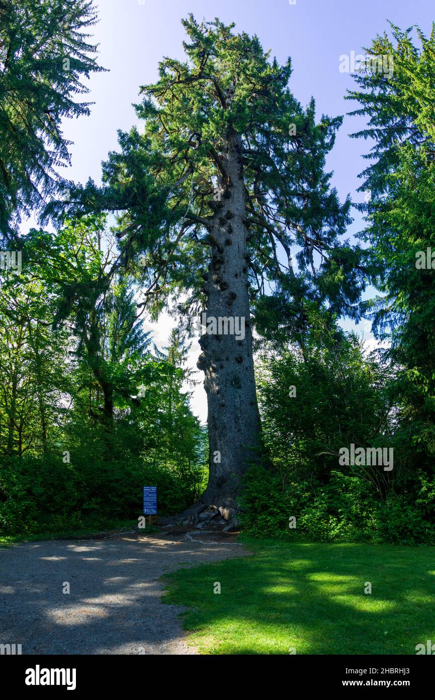 A vertical shot of World's Largest Sitka Spruce. Historical landmark in ...