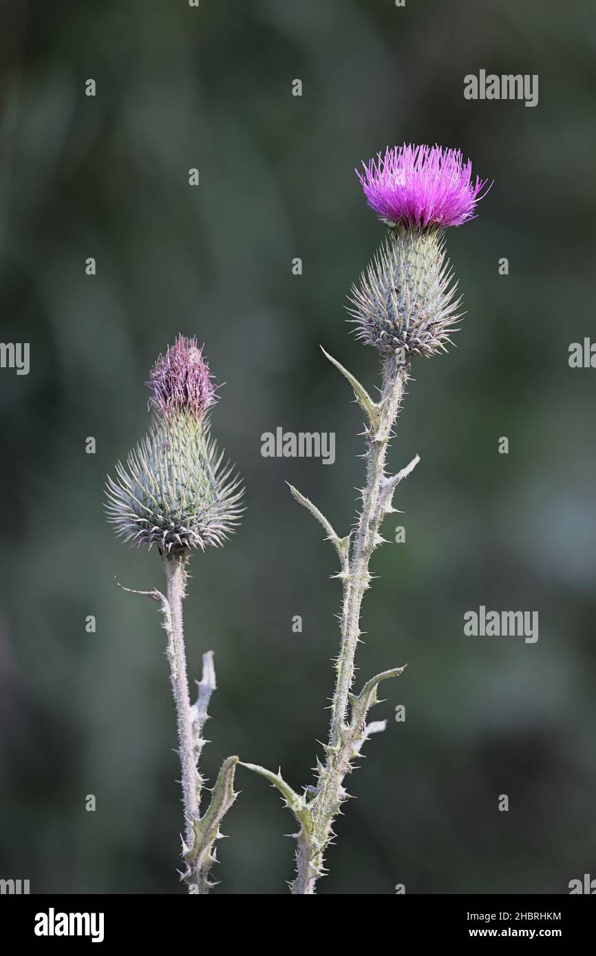 Cirsium vulgare, known as Spear Thistle, Common Thistle or Bull Thistle ...