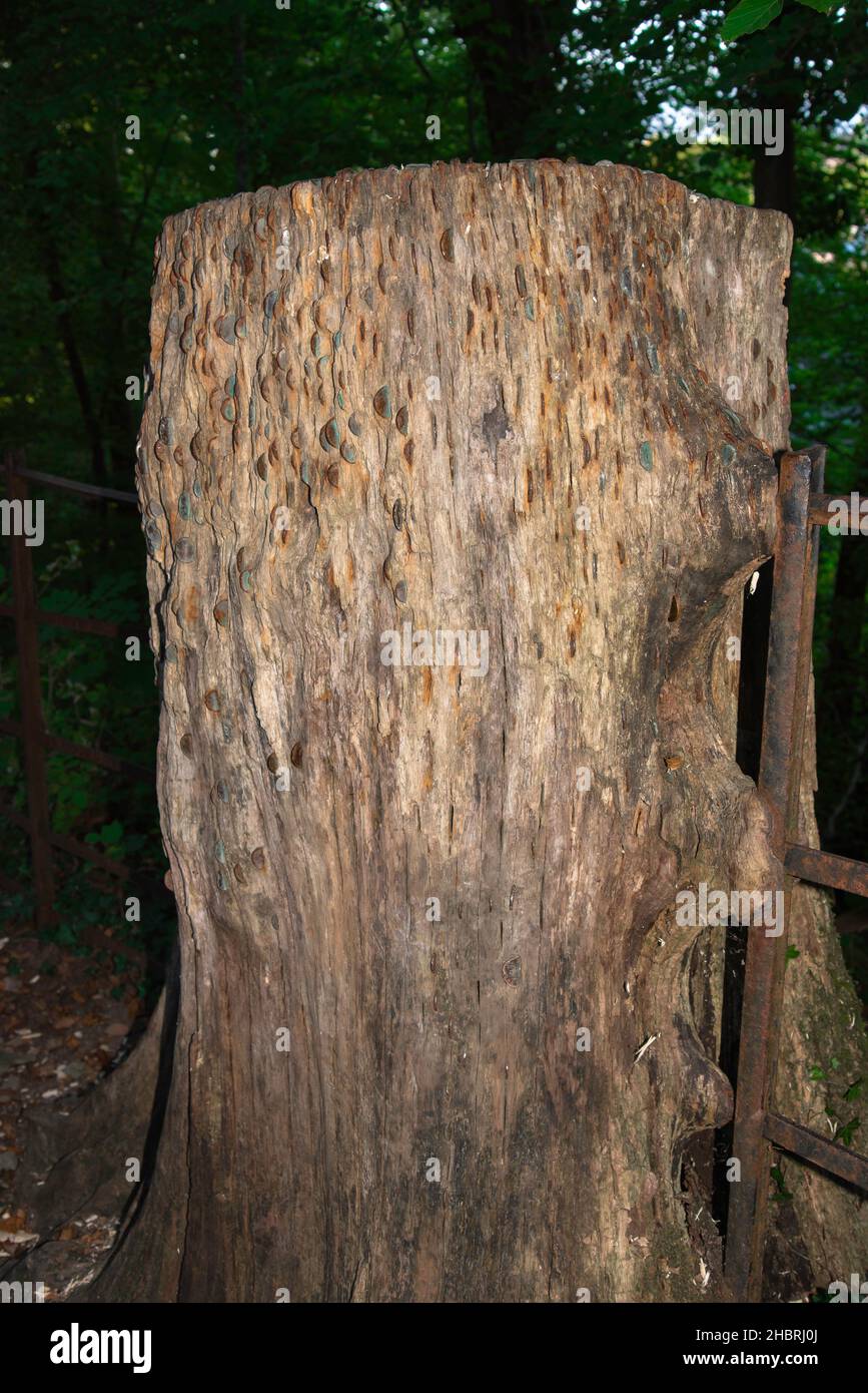 Ambleside money tree, view of a tree stump studded with old coins ...