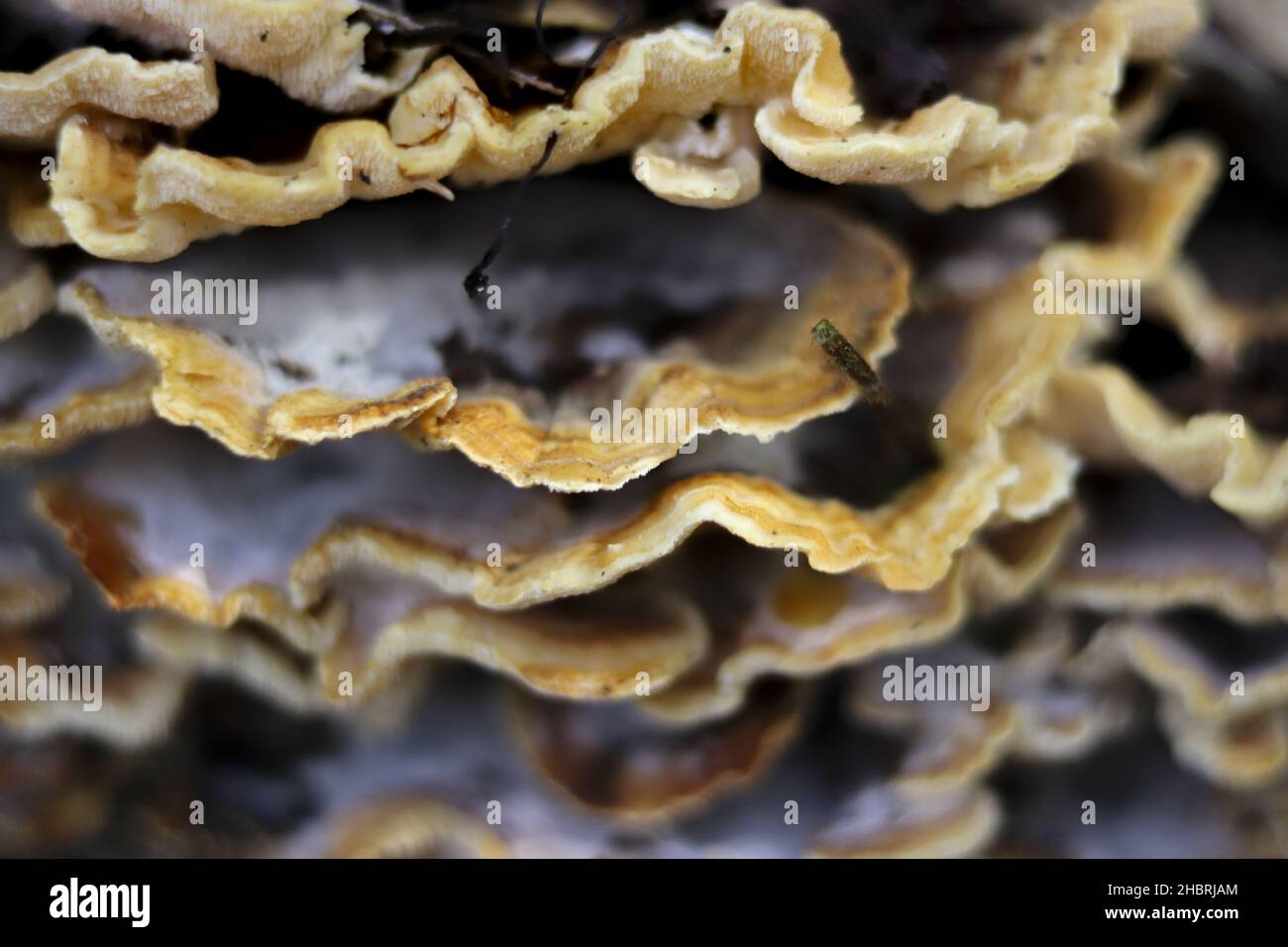 A closeup of the Trametes versicolor. The turkey tail mushroom pattern ...
