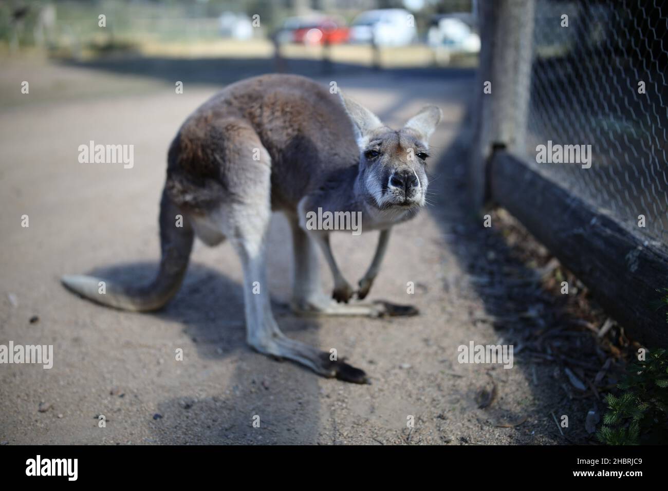 A kangaroo with a curious facial expression walking outdoors at the zoo ...