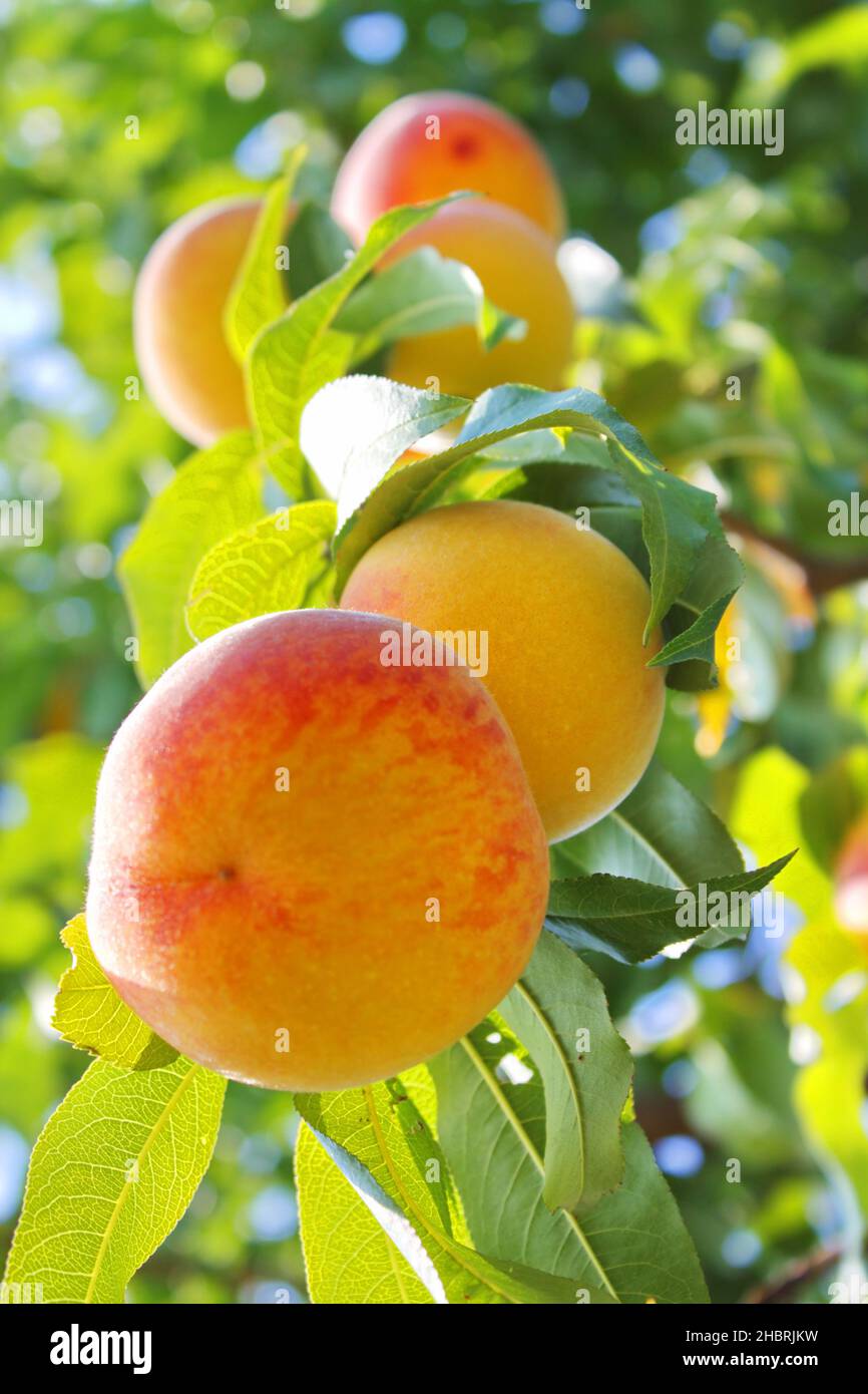 Peach growing on tree hi-res stock photography and images - Alamy