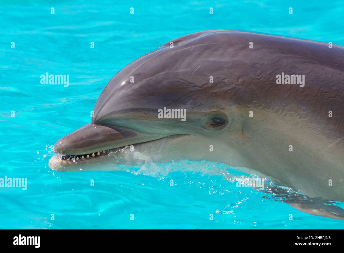 Beautiful dolphin swimming in the blue water Stock Photo - Alamy