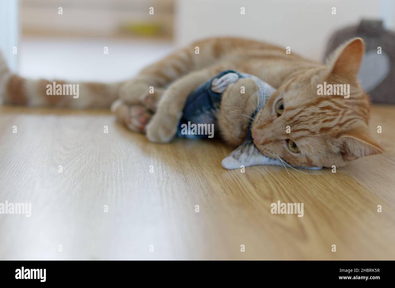 Cat playing with toy fish hi-res stock photography and images - Alamy