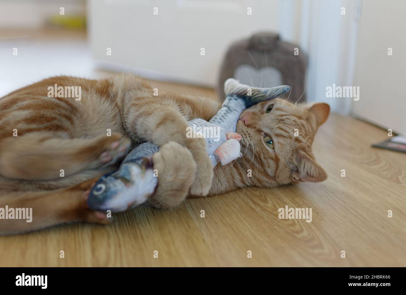 Cat playing fish hi-res stock photography and images - Alamy