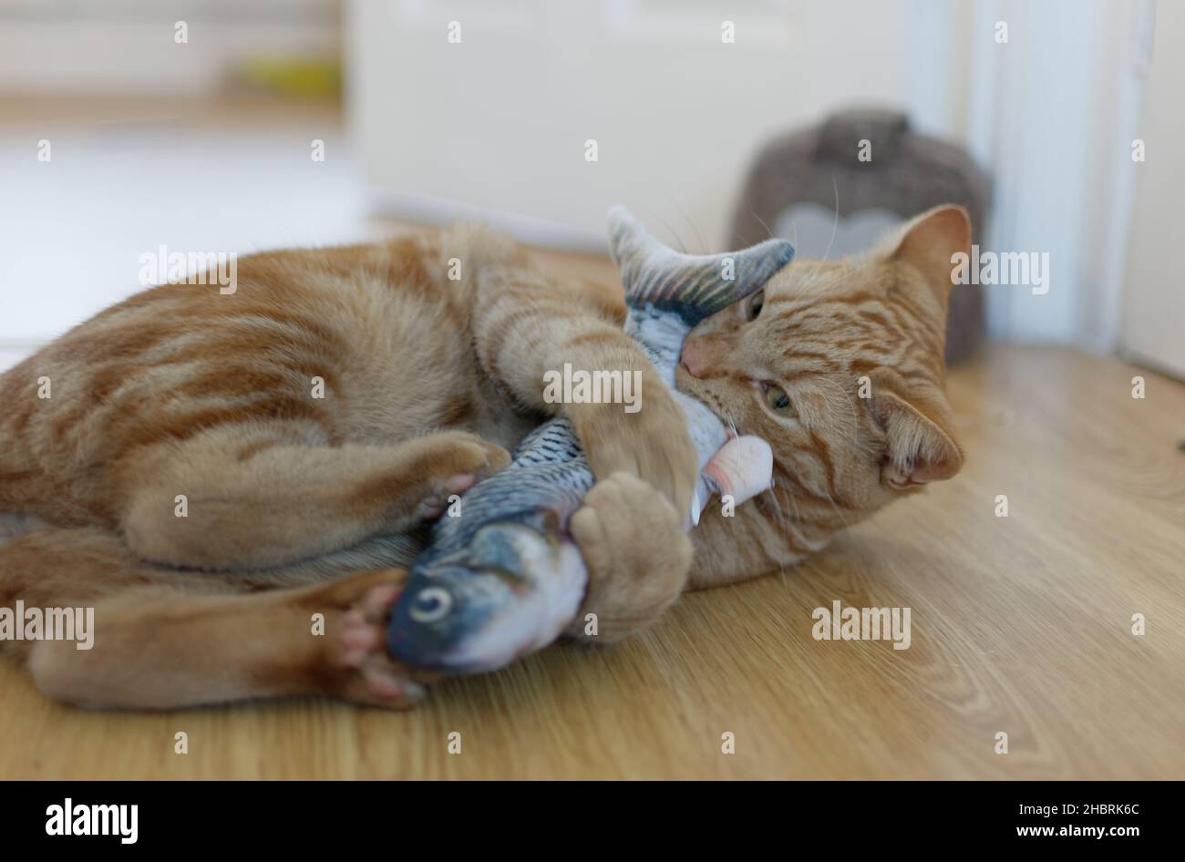 cat playing with toy fish Stock Photo - Alamy