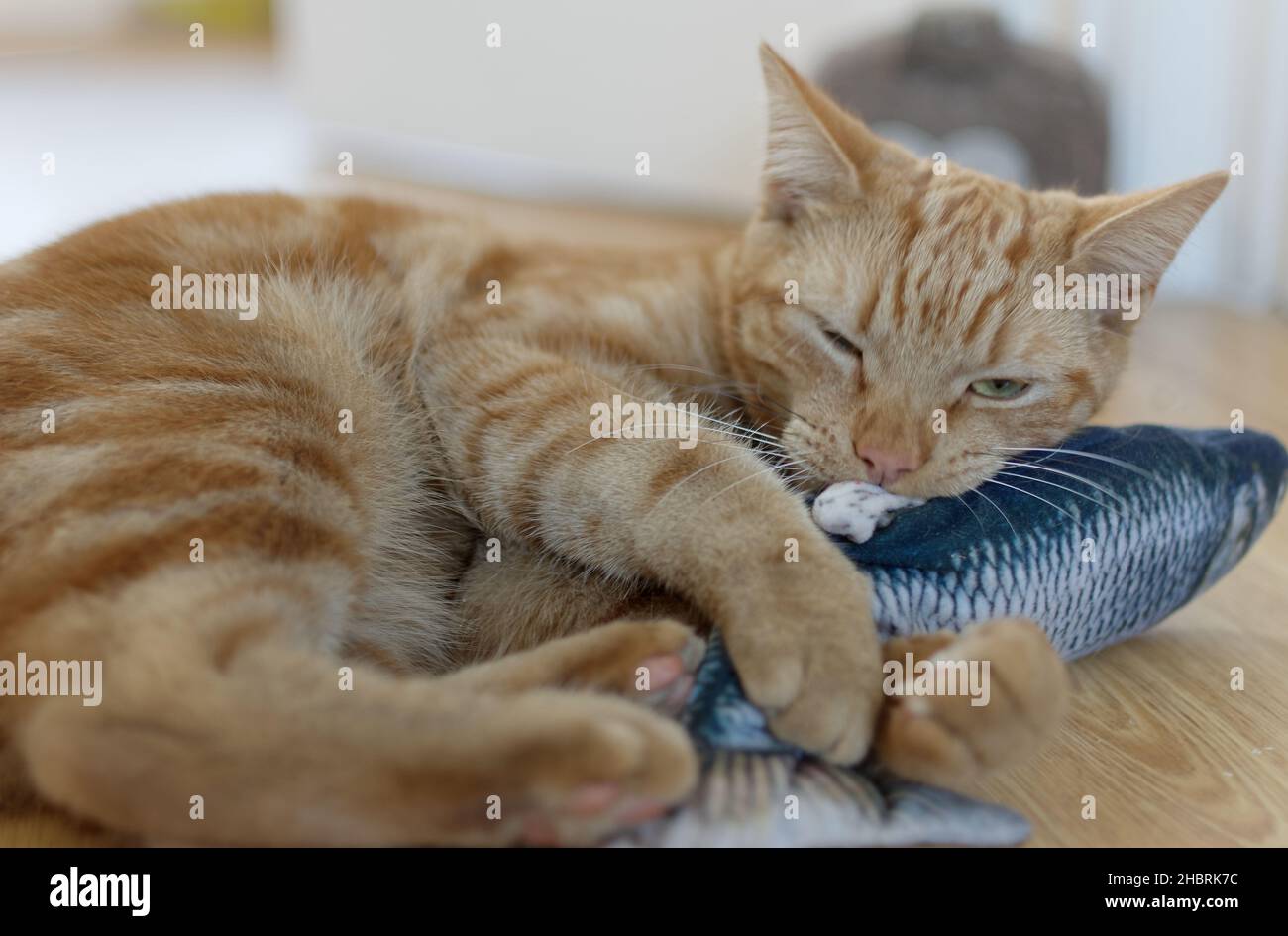 cat playing with toy fish Stock Photo - Alamy