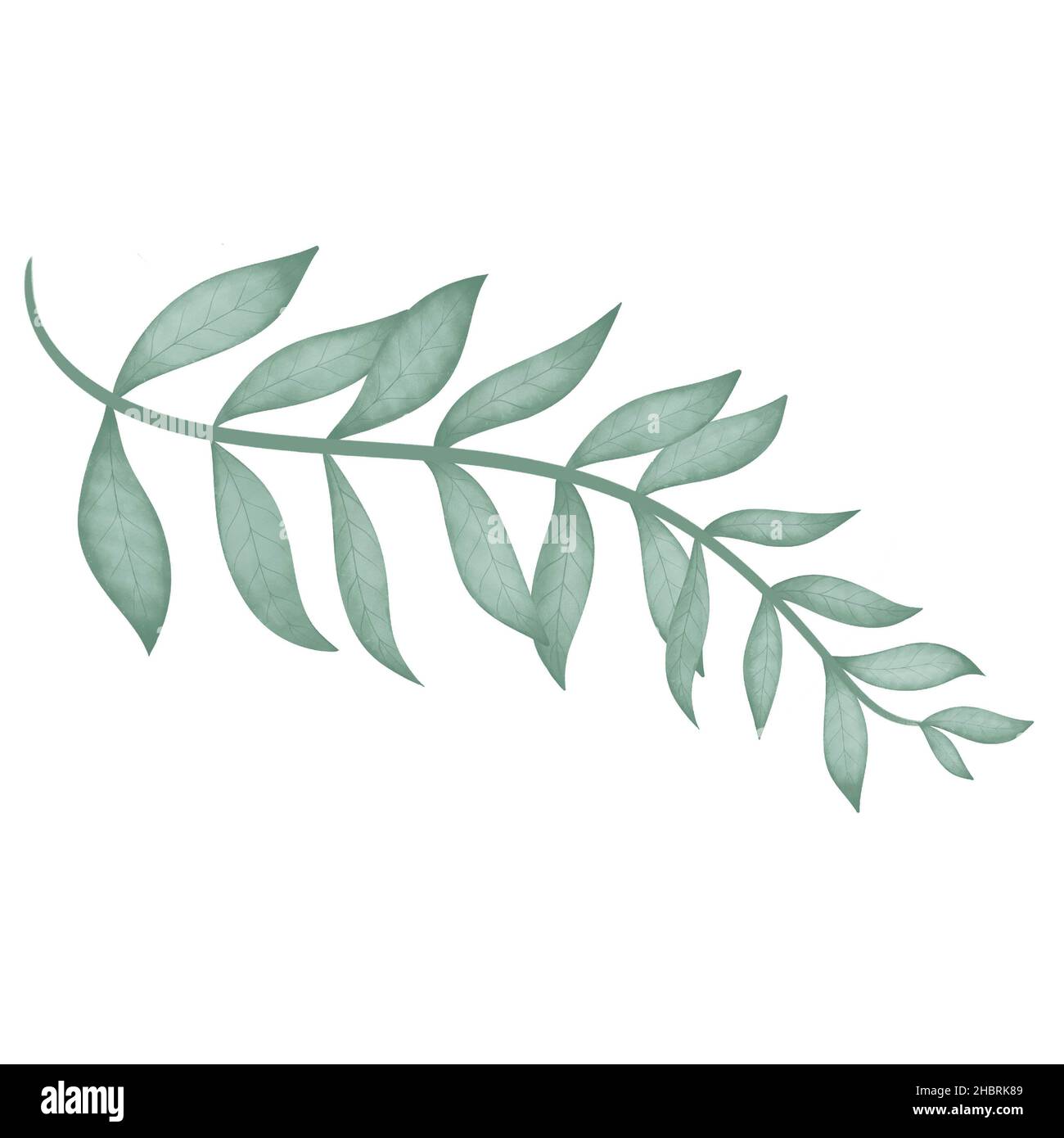 Graceful sprig of greenery watercolor Stock Photo - Alamy