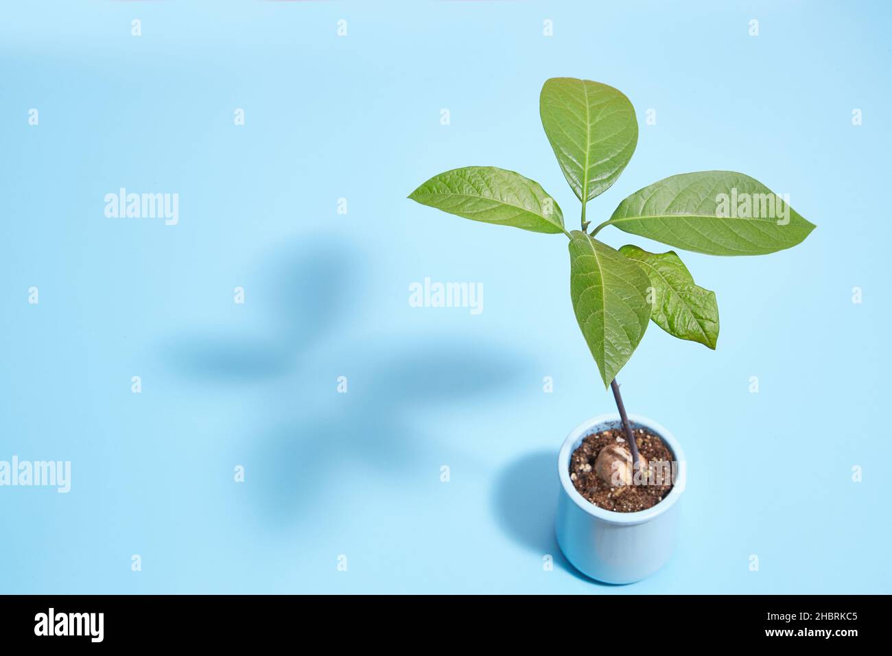 Young seedling growing sprout avocado hi-res stock photography and ...