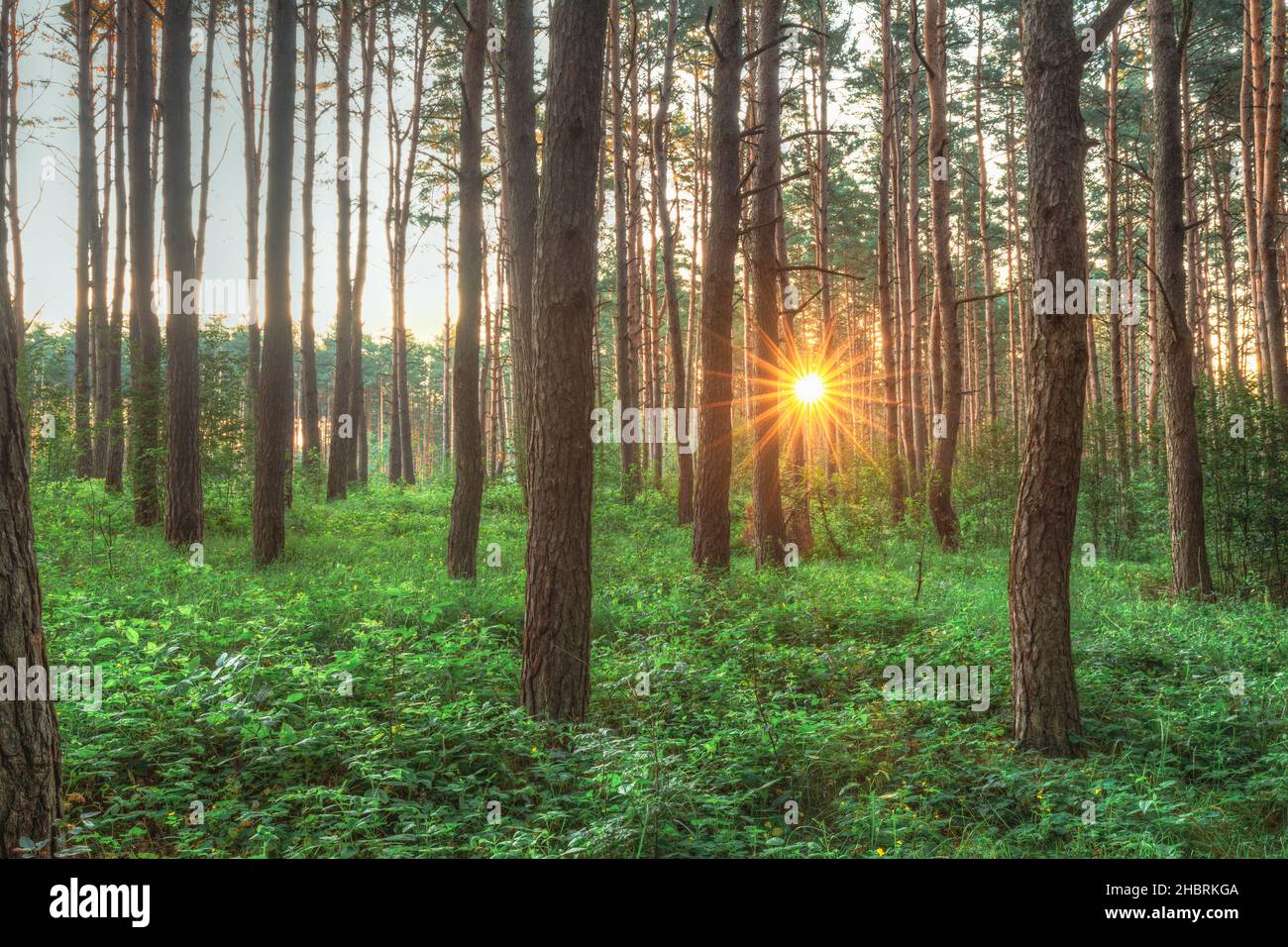Sunset Sunrise Sun Sunshine Shining Through Pine Trees In Sunny Summer ...