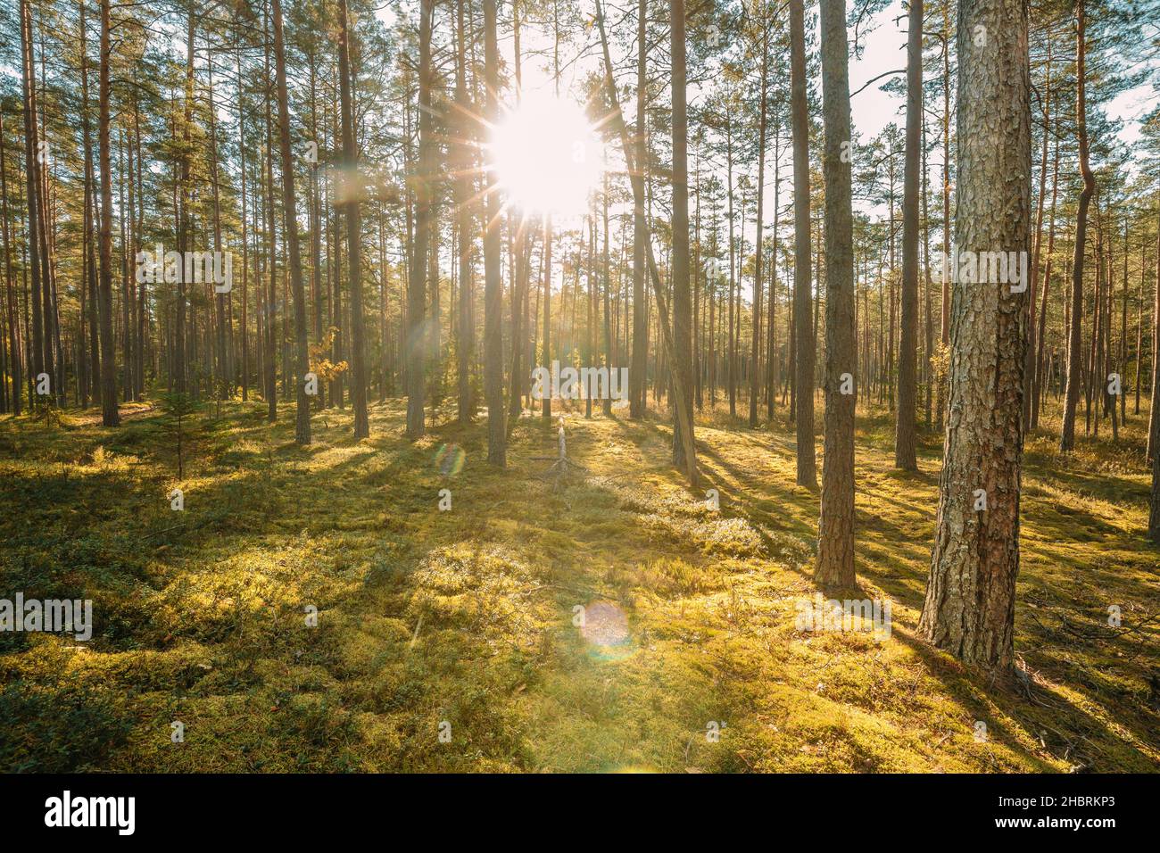 See through sunset hi-res stock photography and images - Alamy