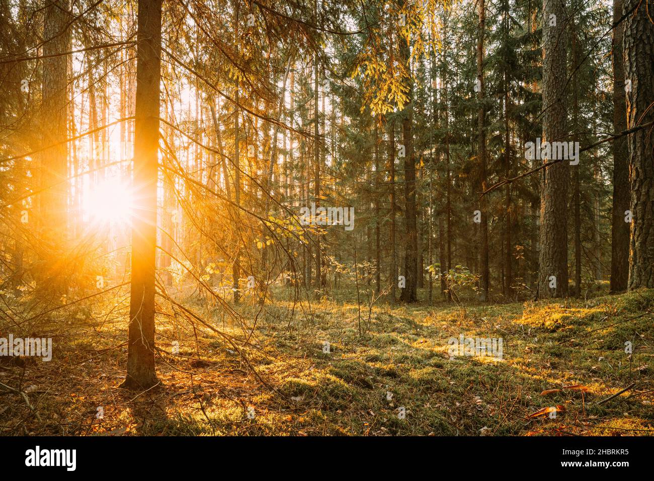 Sunny sunshine sunlight sun hi-res stock photography and images - Alamy