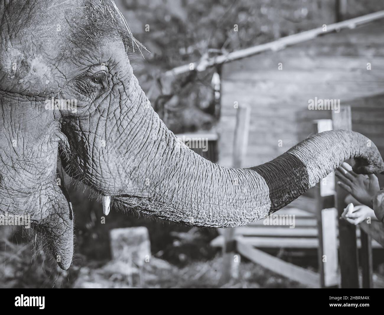 The elephant, opening its mouth, joyfully stretches out its trunk to ...