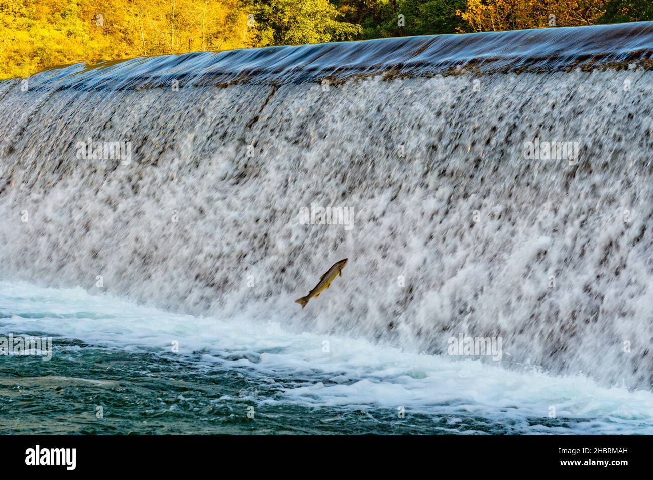 Salmon dam on the Sella river in Cangas de Onis Stock Photo - Alamy