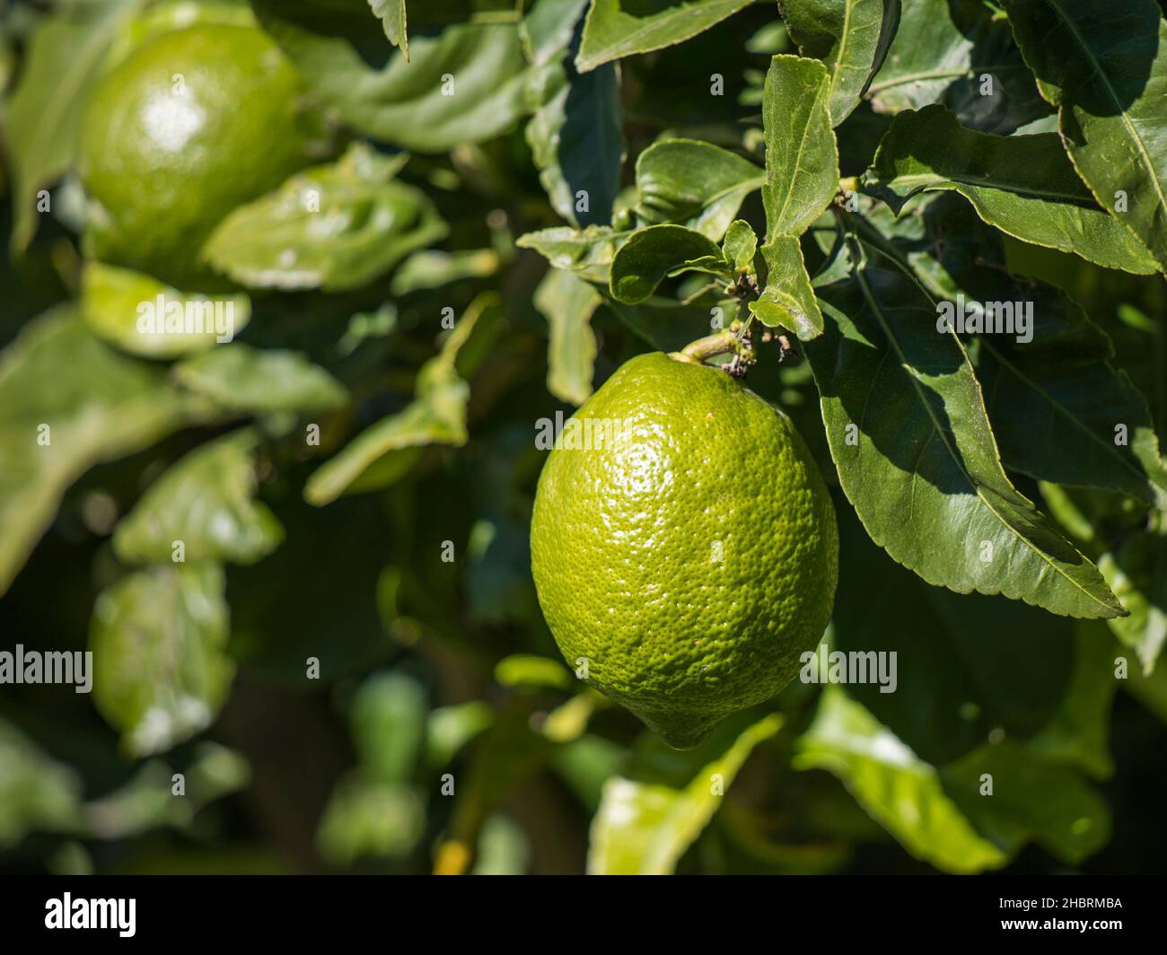 Lime tree closeup of fruit growing on the branch Stock Photo - Alamy