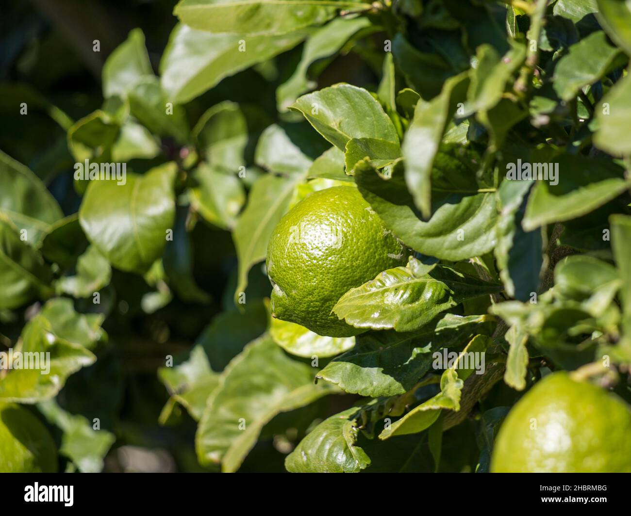 Lime tree closeup of fruit growing on the branch Stock Photo - Alamy