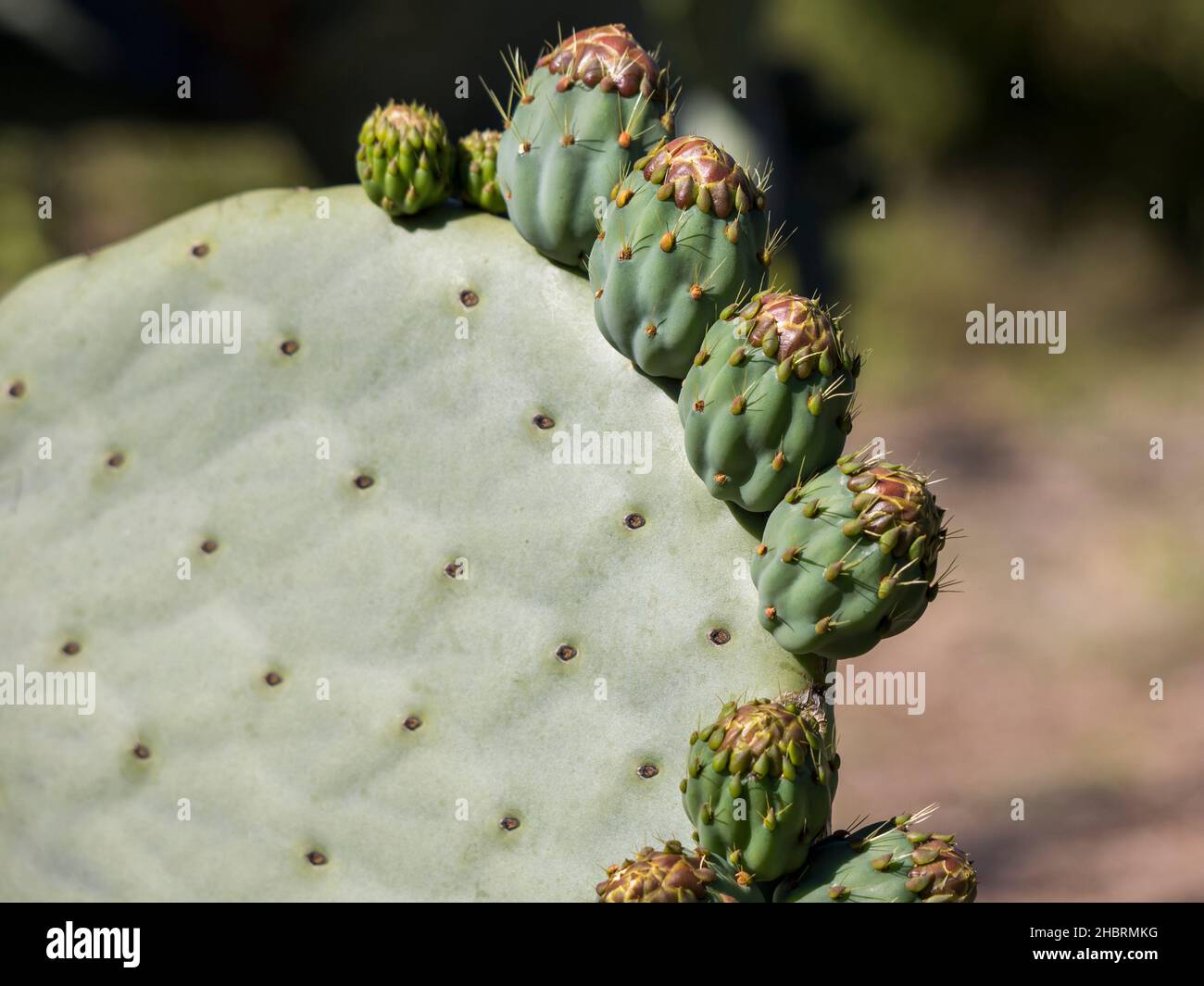 Prickly pear tree hi-res stock photography and images - Alamy
