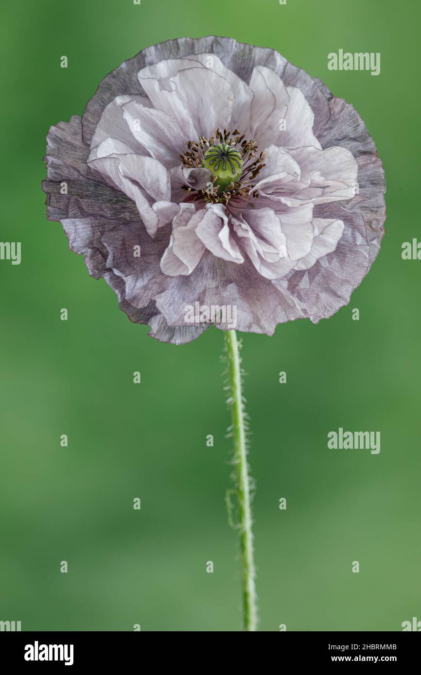 Poppy, single stem shot in studio Stock Photo - Alamy