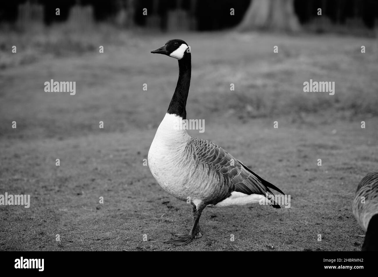 Brown and white geese Black and White Stock Photos & Images - Alamy