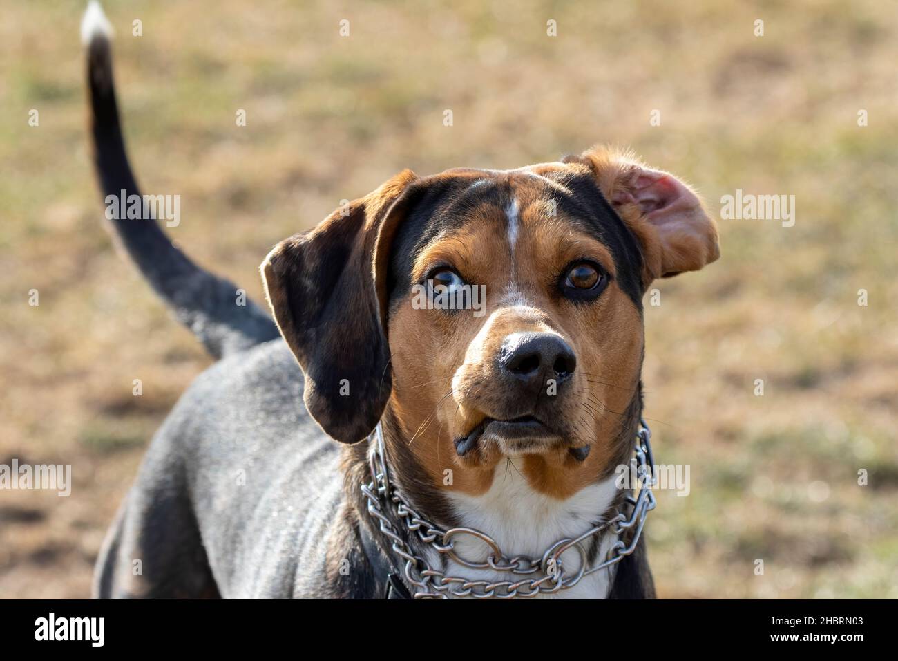 The smaller hound-dog breed popular as both a pet and a hunter on a ...