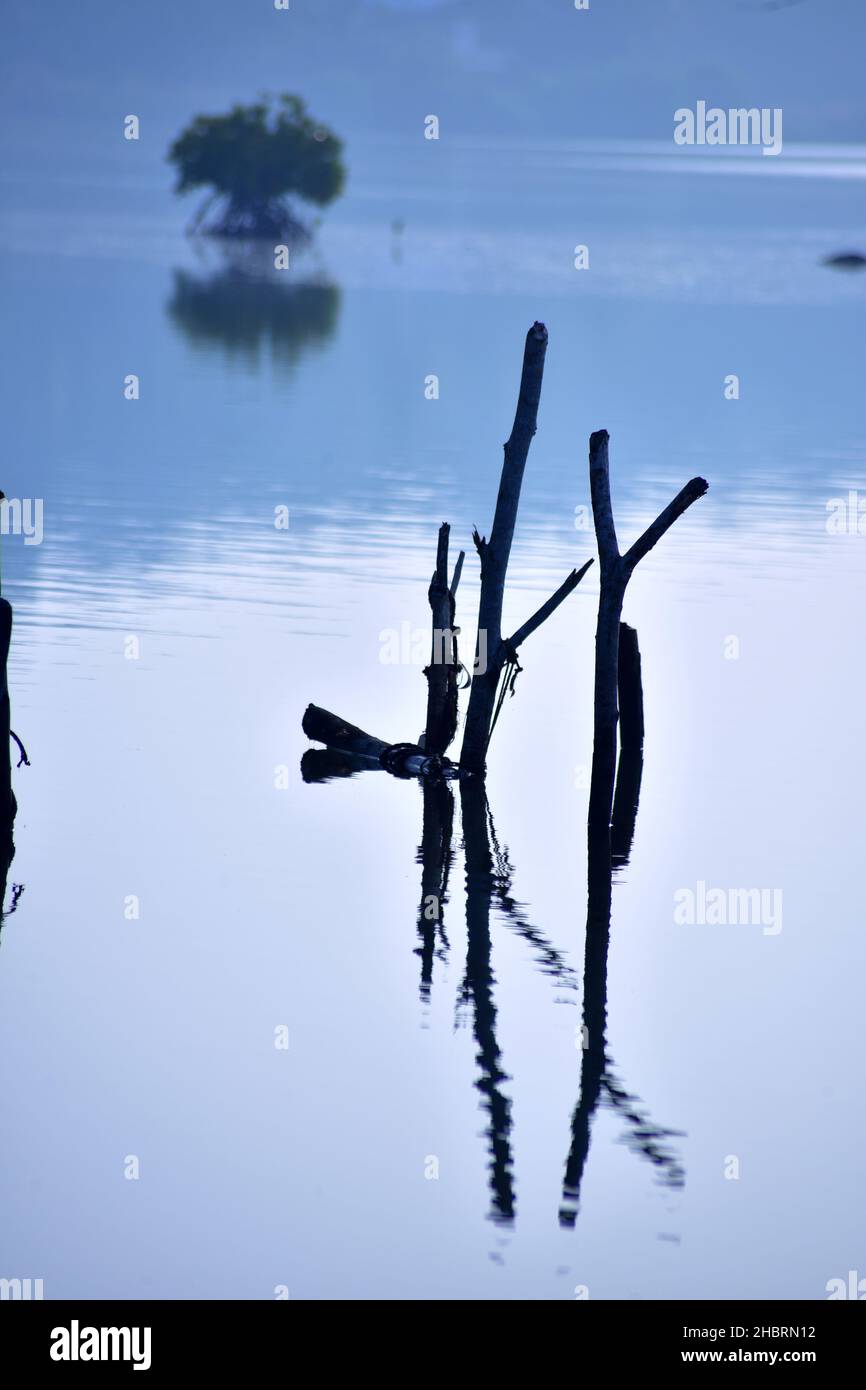The tree branches seen in the middle of the river Stock Photo - Alamy