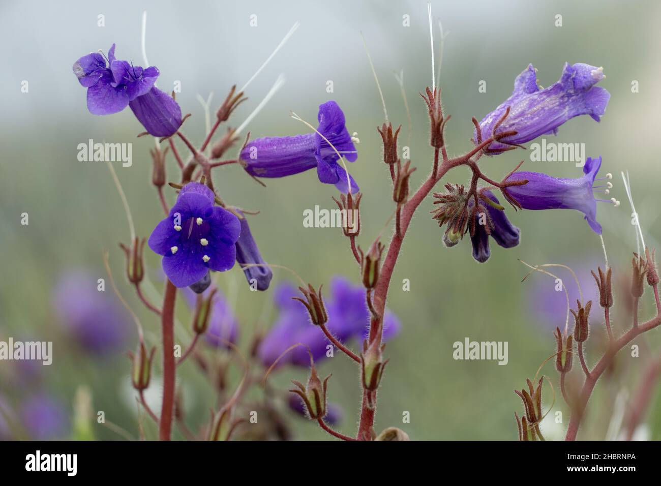 A closeup of the Phacelia campanularia, desert bluebells Stock Photo ...