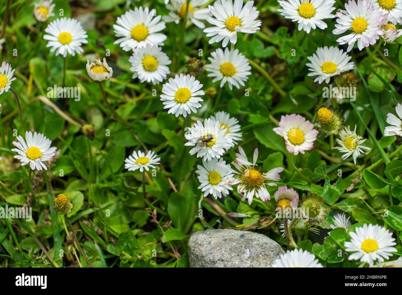 A closeup of the Leucanthemum vulgare, ox-eye daisy Stock Photo - Alamy