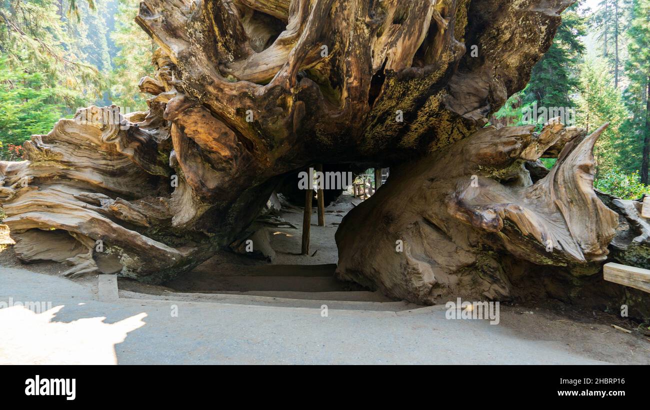 The tree trunk in Sequoia National park, California, United States ...