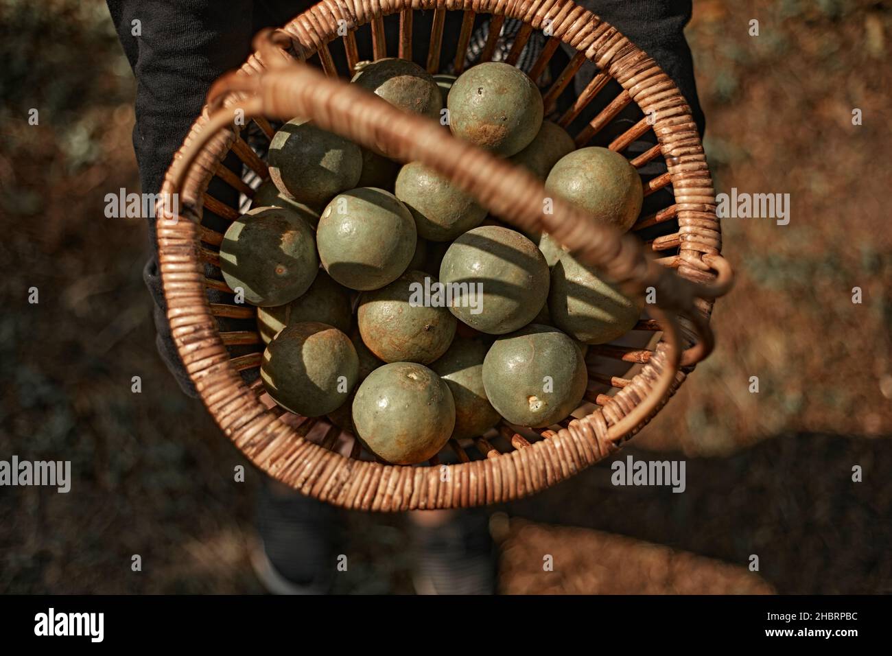Oranges picked fresh from tree in basket.Morning light Stock Photo - Alamy