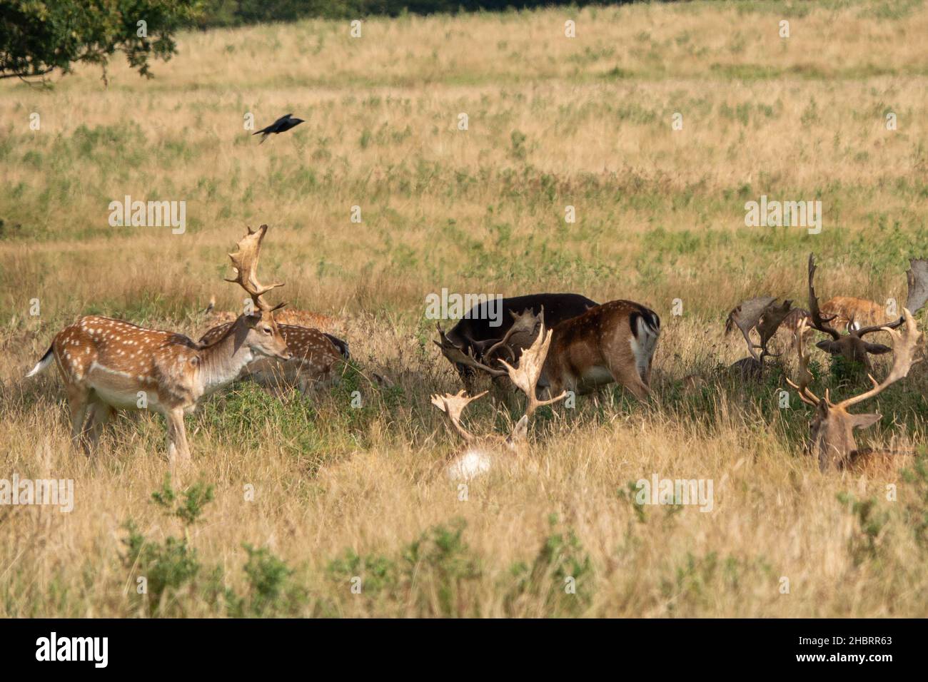herd of beautiful fallow deer in the English countryside Stock Photo ...