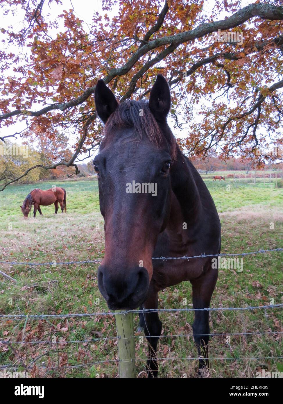 Horse looking over the fence hi-res stock photography and images - Alamy