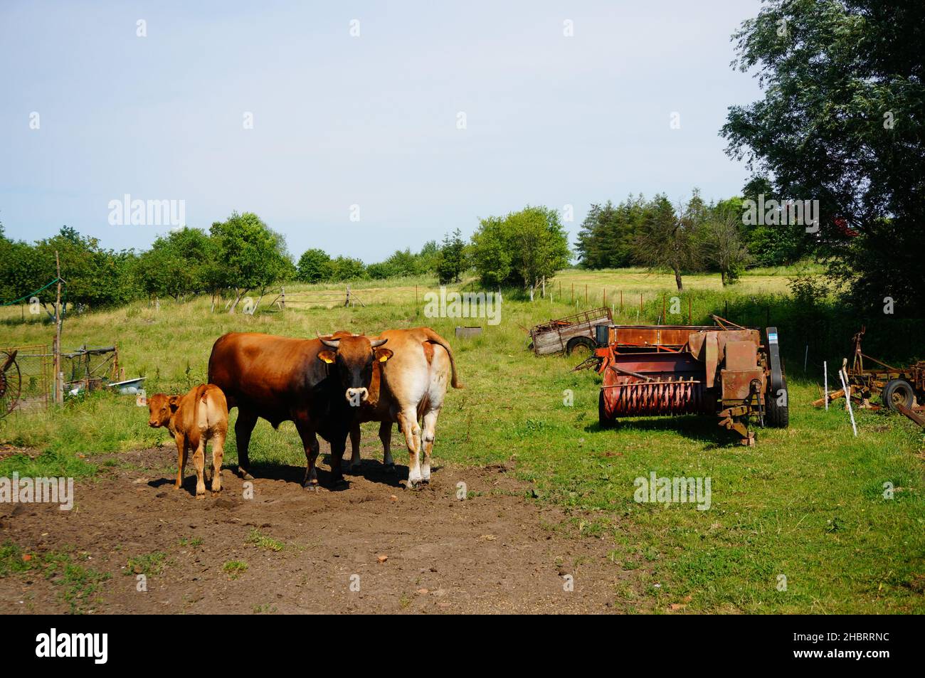 Three cows in field with calf hi-res stock photography and images - Alamy