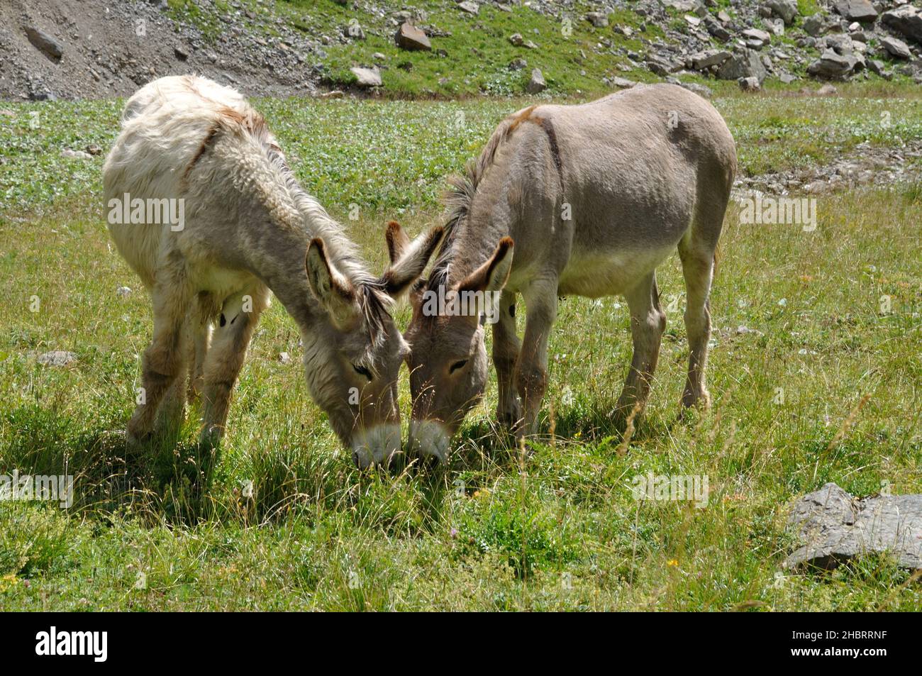 Couple donkeys in farm domestic hi-res stock photography and images - Alamy