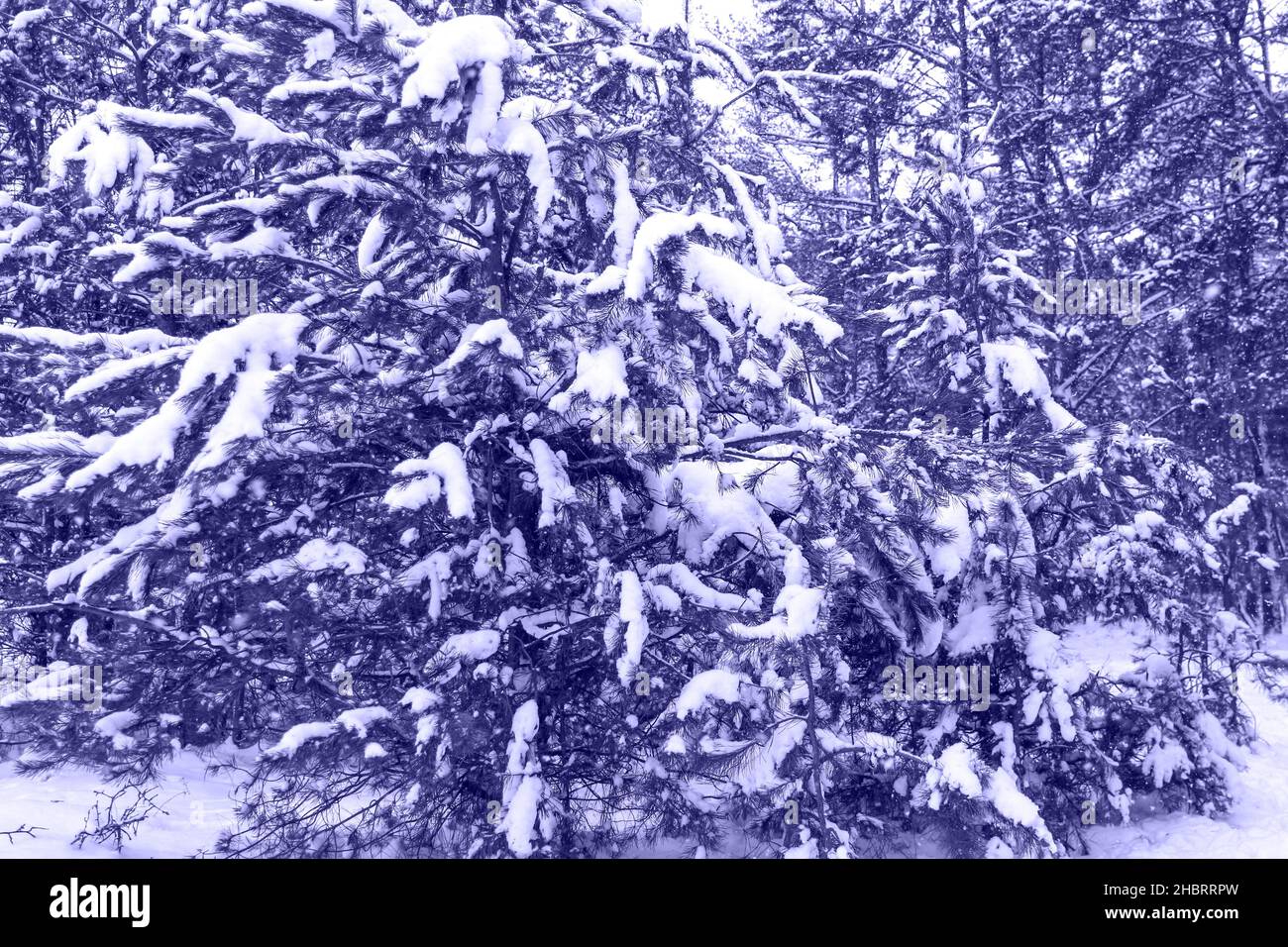 Natural background. Evergreen tree in winter, a lot of snow. Fir, pine ...