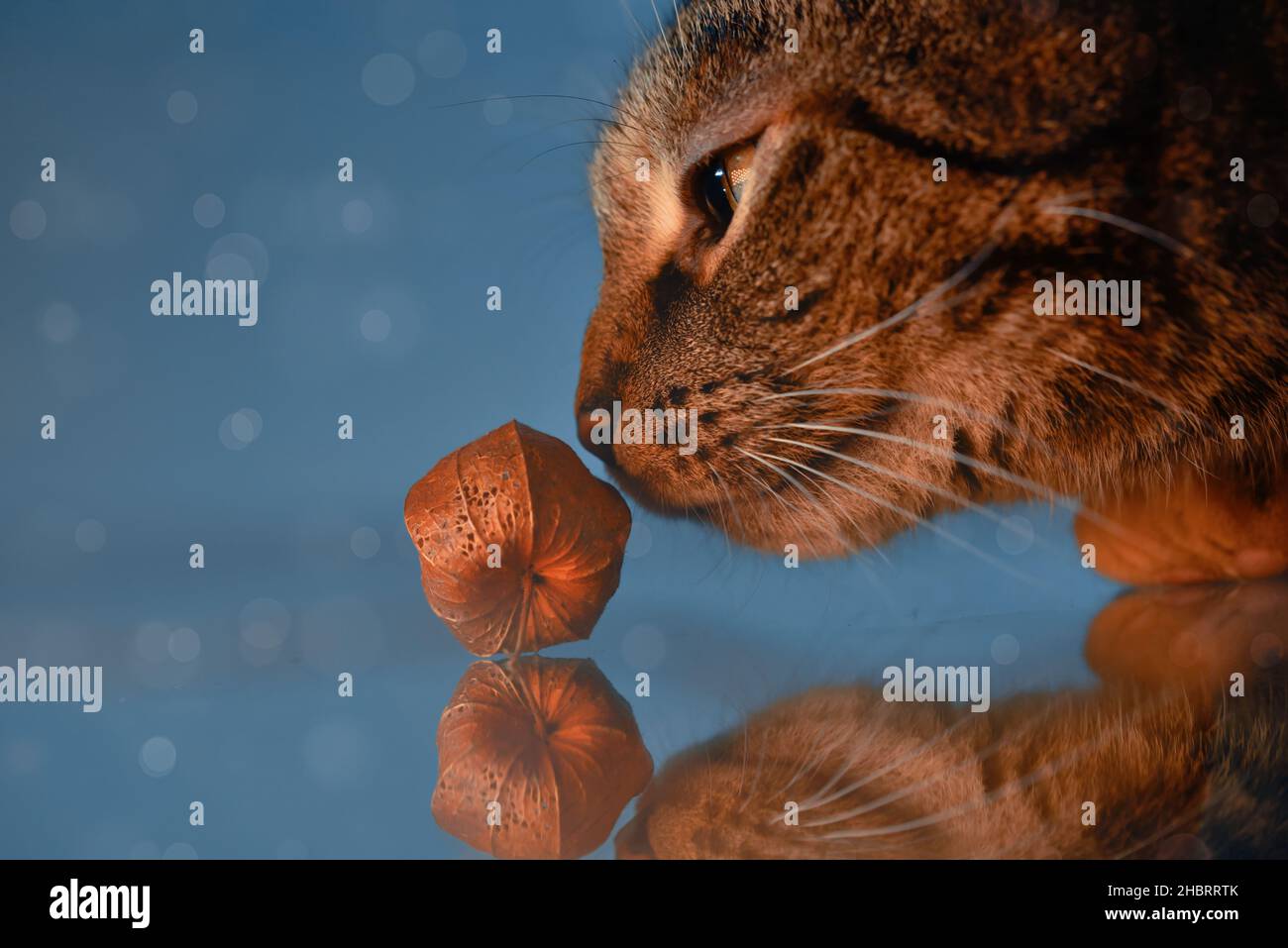 A close-up shot of a cute cat smelling a small groundcherry with their ...