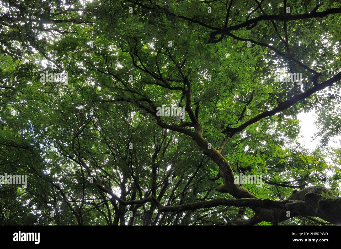 Trees at summer in France Stock Photo - Alamy