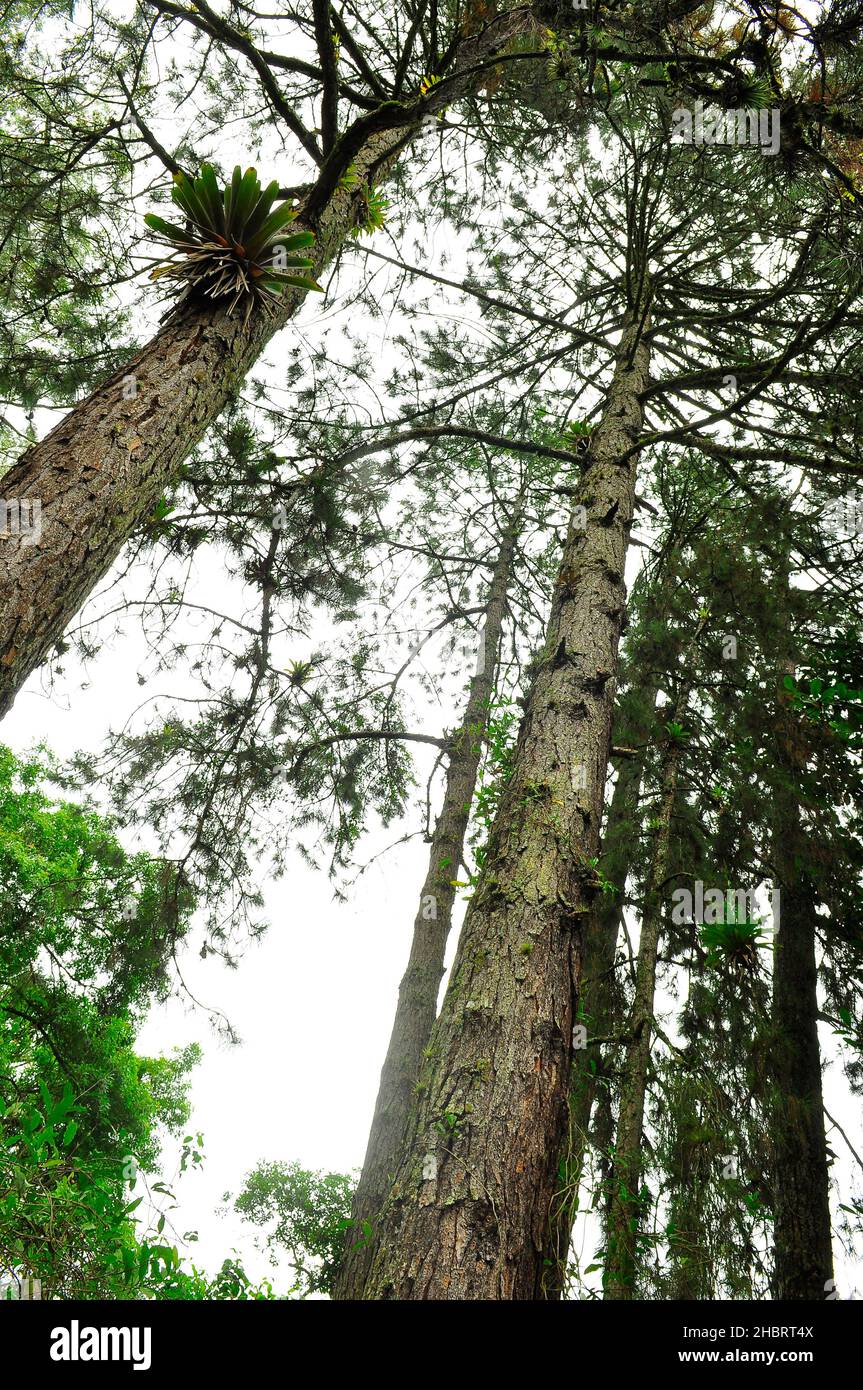 Atlantic forest brazil tree hi-res stock photography and images - Alamy