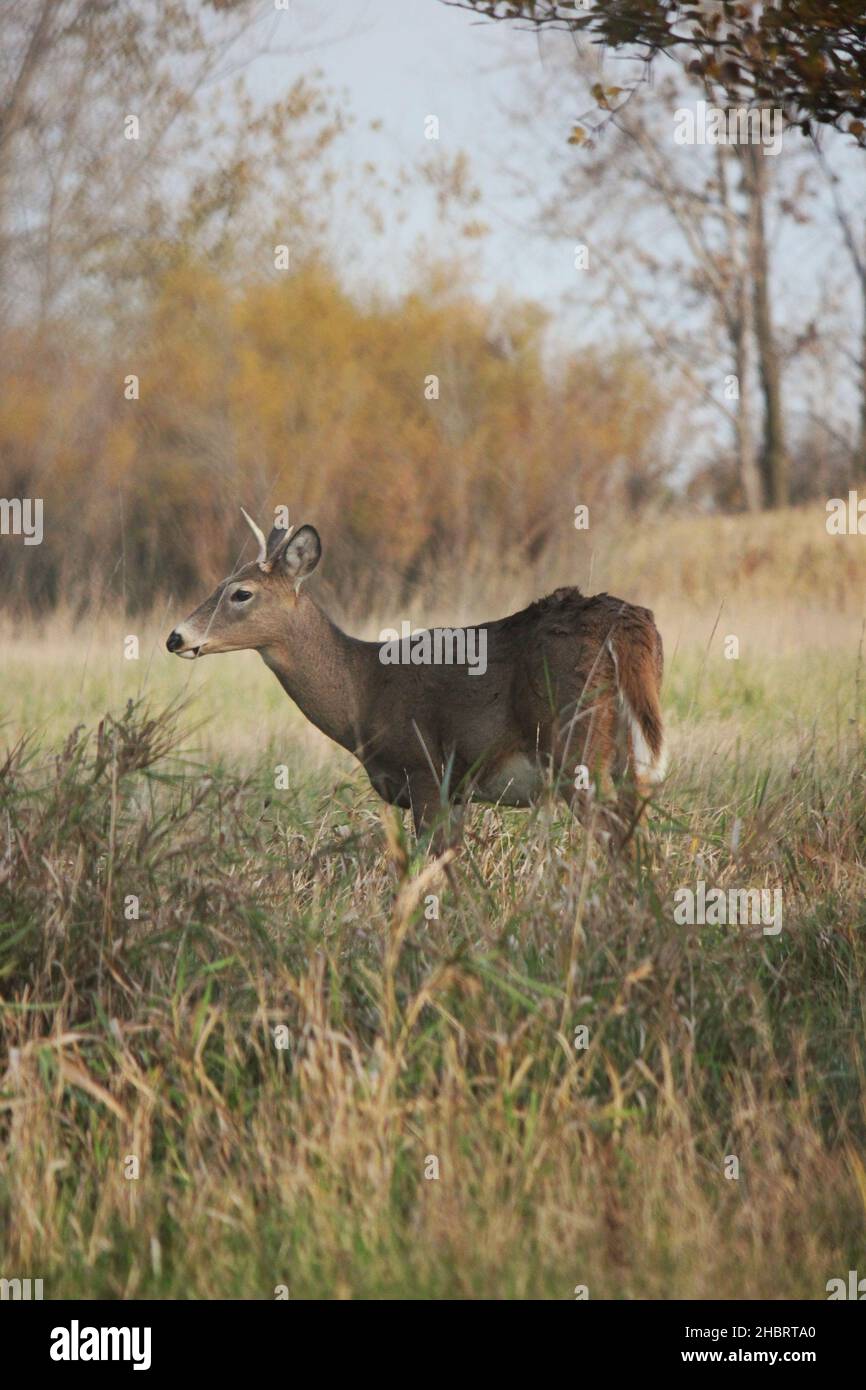 Cute deer doe wild animal standing in the autumn prairie Stock Photo ...