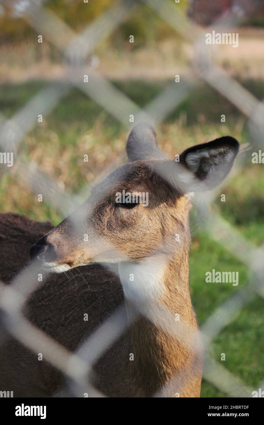 Cute deer doe wild animal standing in the autumn prairie Stock Photo ...
