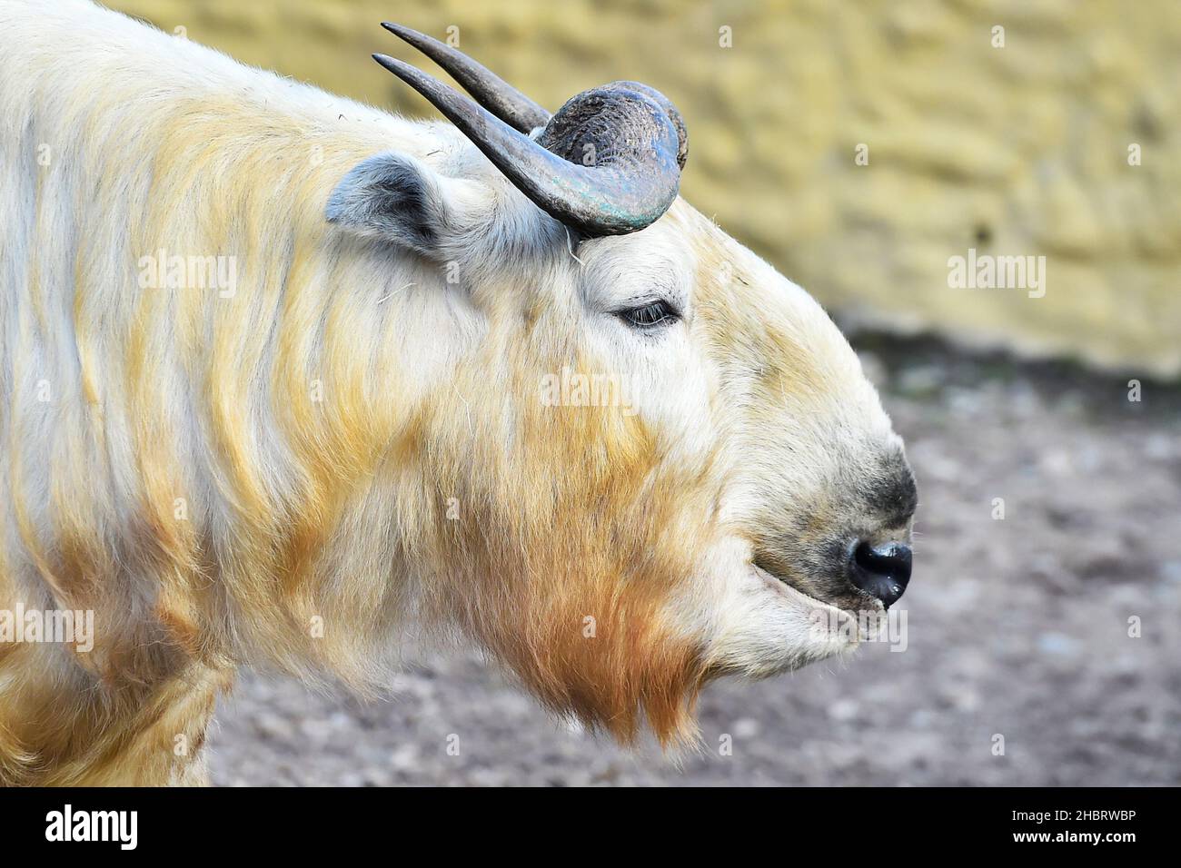 Pilsen, Czech Republic. 21st Dec, 2021. Golden Takin, Budorcas ...
