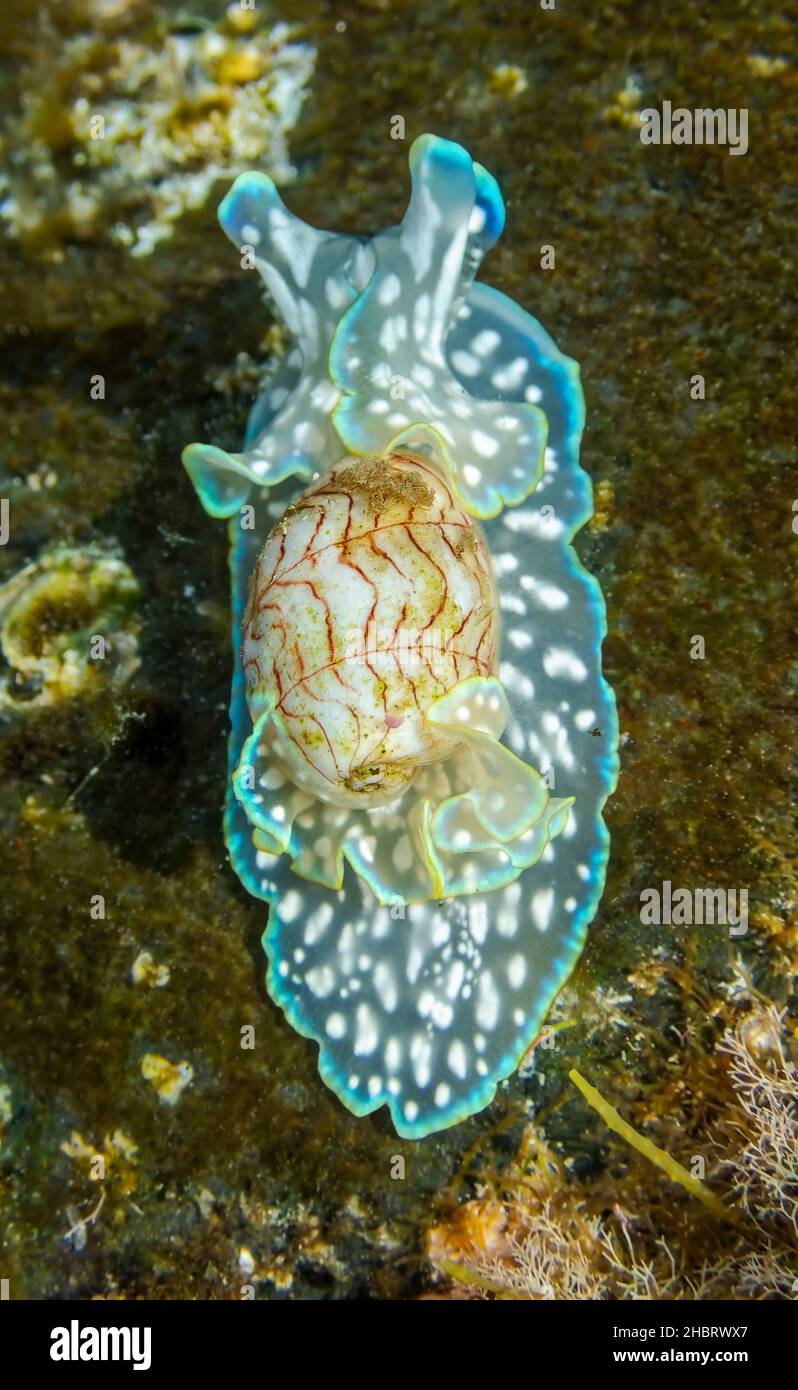 Close-up view of the sea snail Miniature Melo (Micromelo undatus) in ...