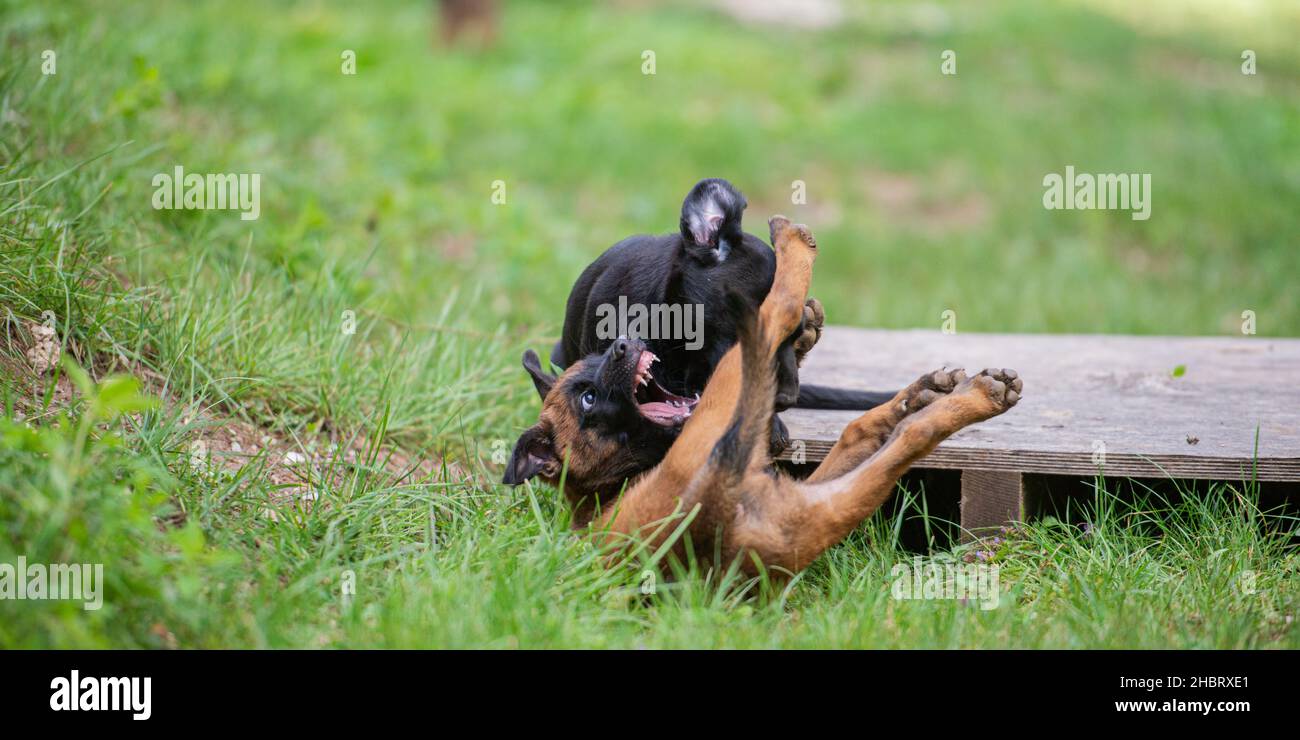 Labrador retriever and belgian malinois puppies playing outside in ...