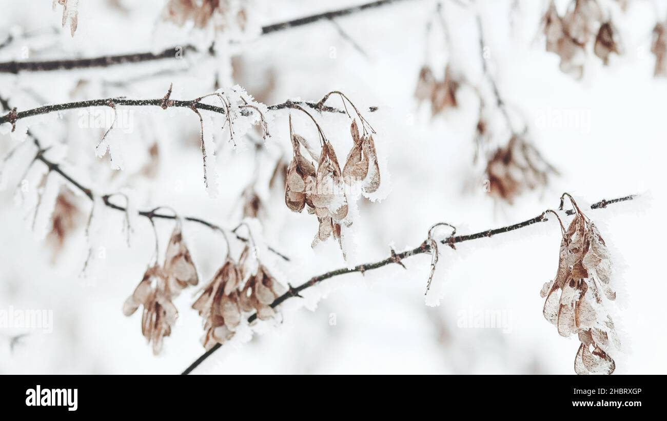 Snow on maple tree branches in winter, nature backgrounds Stock Photo ...