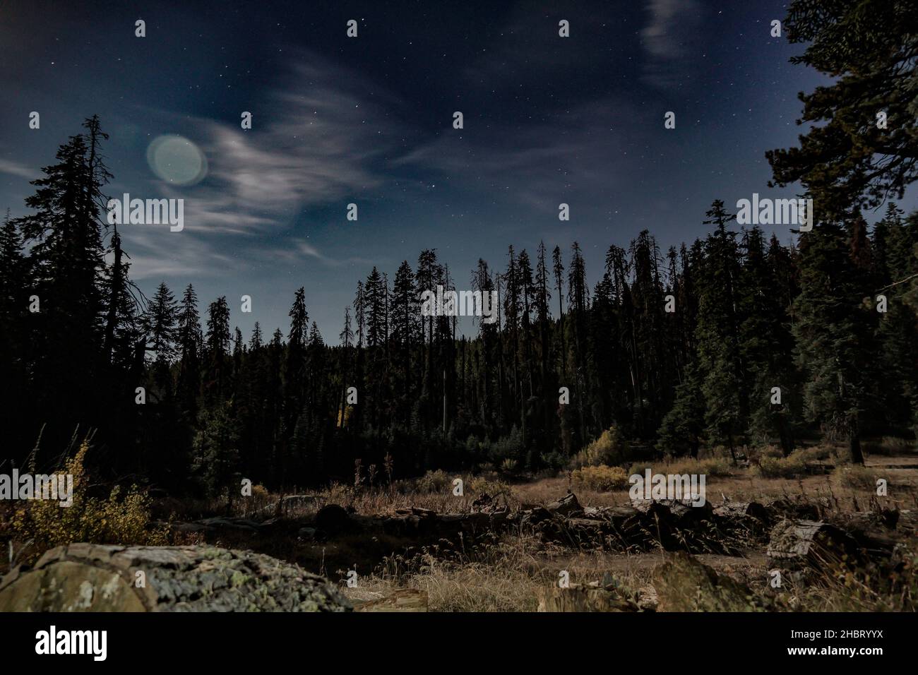 The beautiful view of the forest at night Stock Photo - Alamy
