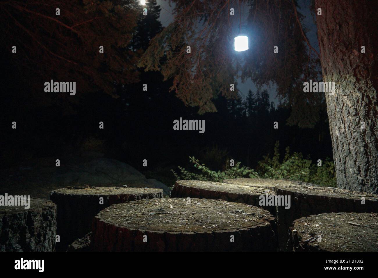 The stumps in the forest under the lamp's light at night Stock Photo ...